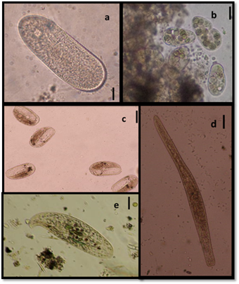 Urocentrum turbo Müller, 1786
