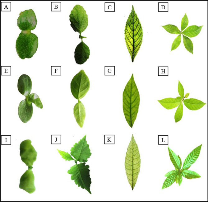 Germinação de sementes e morfologia de plântulas de espécies pioneiras ...